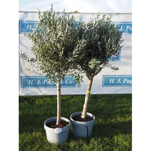Standard olive trees 6ft - 2