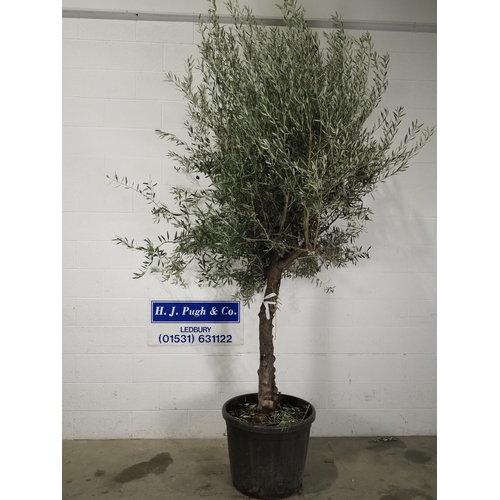 Specimen Olive tree 10ft