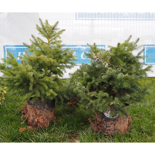 Pot grown ornamental Serbian Spruce rockery trees - 2
