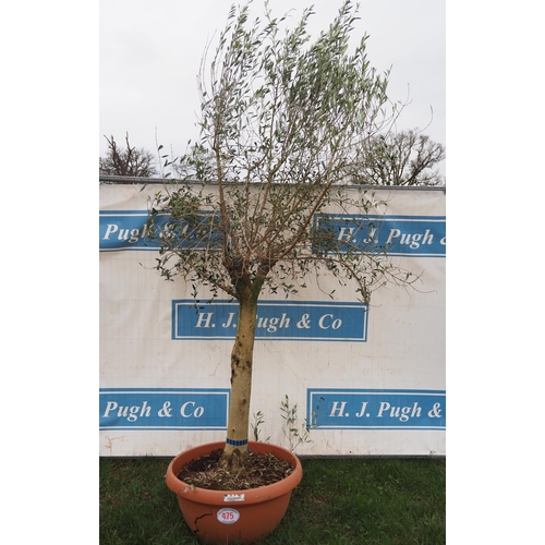 Standard Olive tree 9ft - 1