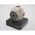 Bock-Steger Lips anatomical eye model circa 1880