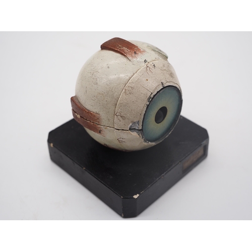 Bock-Steger Lips anatomical eye model circa 1880