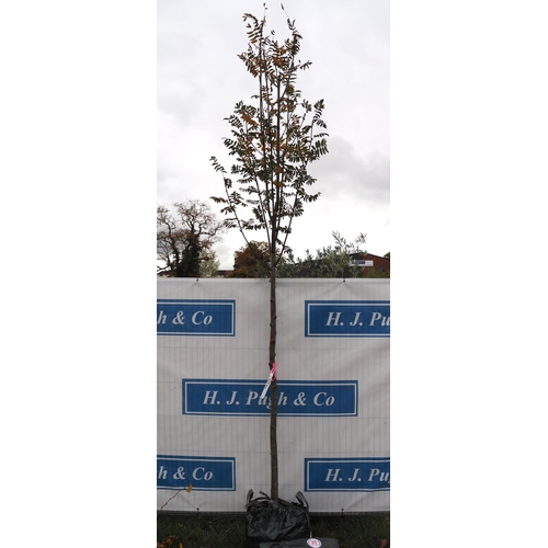 Sorbus Cardinal Royal 12ft