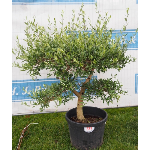 Standard Olive tree 5ft - 1