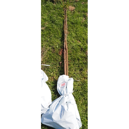Sycamore hedging - 3 - 1 bag