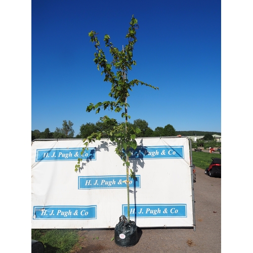 Acer Davidii Viper 12ft - 1