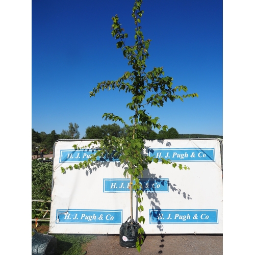 Acer Davidii Viper 12ft - 1