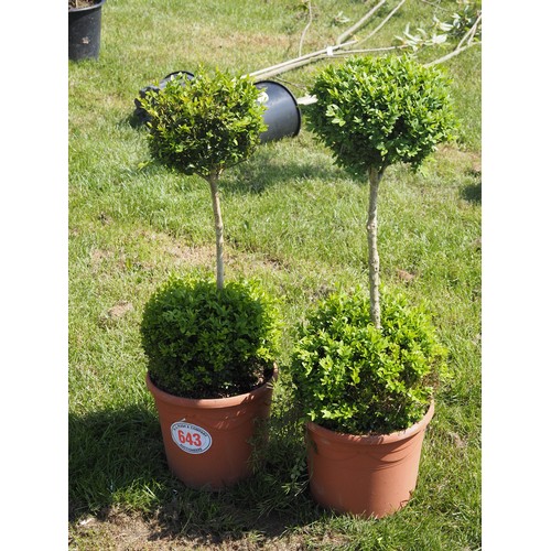 Buxus pom pom tree 3ft - 2