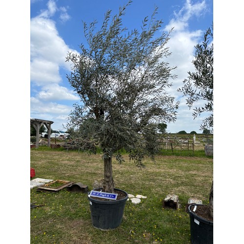 Specimen olive tree 10ft - 1