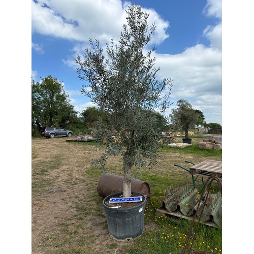 Specimen olive tree 10ft - 1