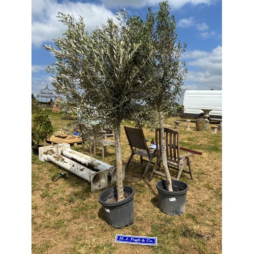 Specimen olive trees 8ft - 2