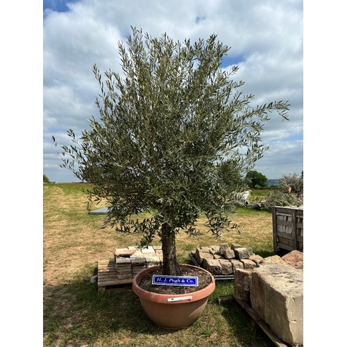 Specimen olive tree 7ft - 1