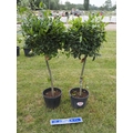 Standard Bay trees