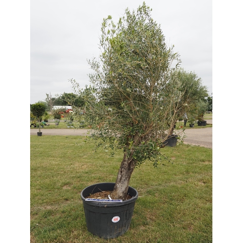 Specimen olive tree 10ft - 1