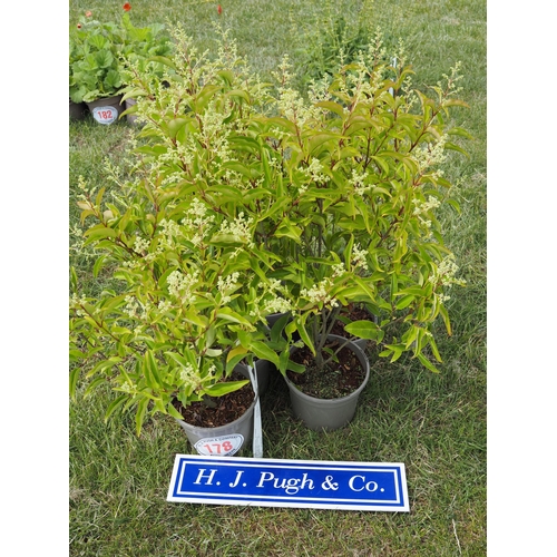 Ligustrum Green Screen - 5