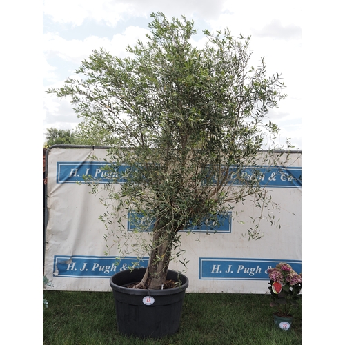 Specimen Olive tree 10ft - 1