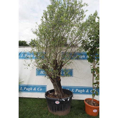 Specimen Olive tree 10ft - 1