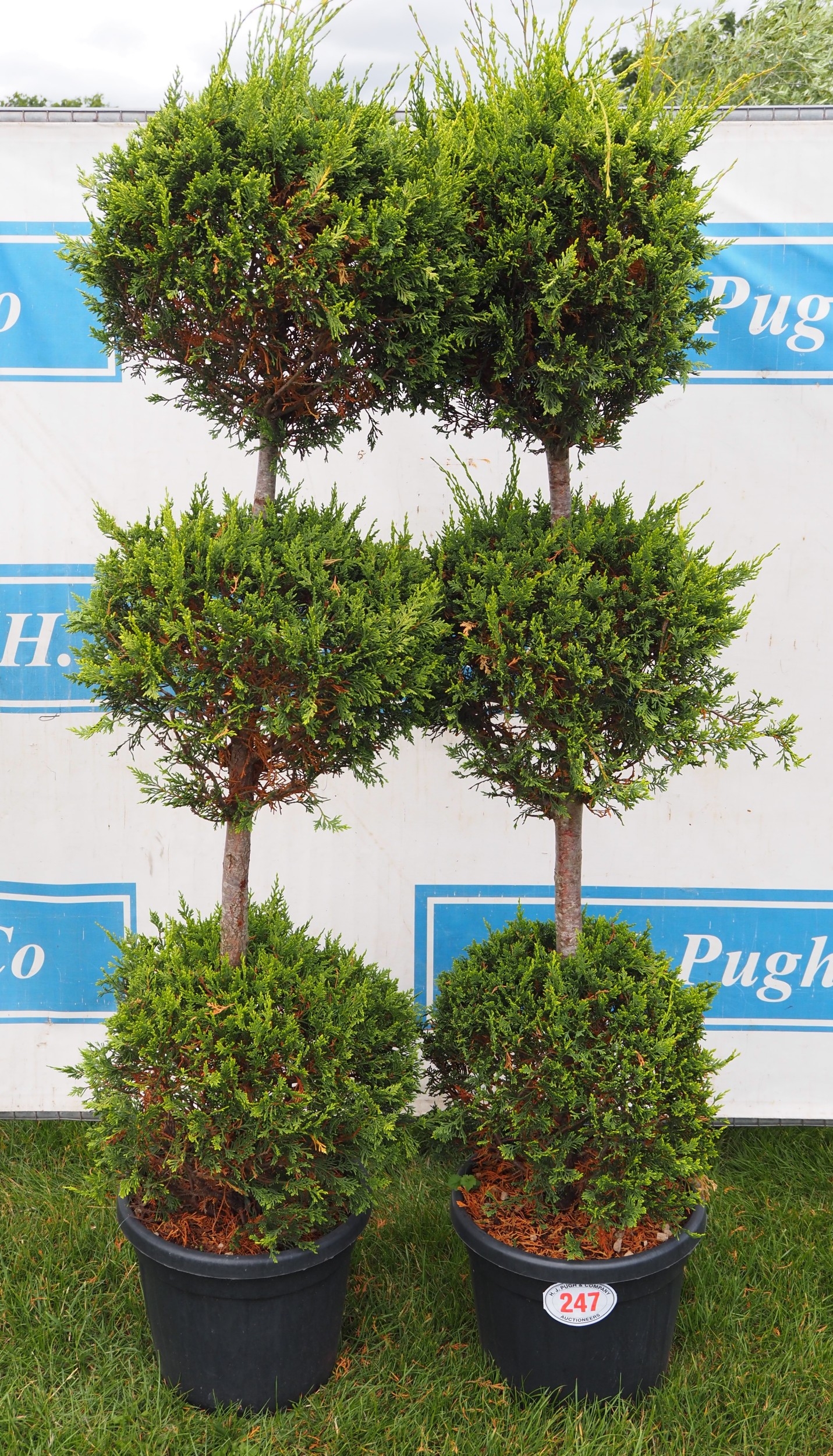 Leylandii Pom Pom tree 7ft - 2