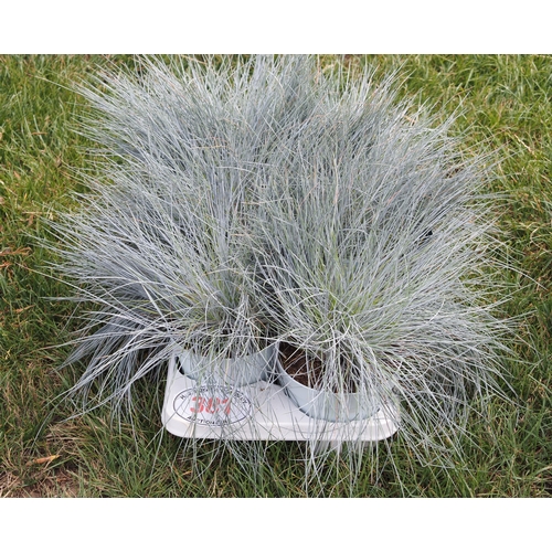 Festuca Intense Blue - 6