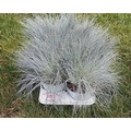 Festuca Intense Blue - 6