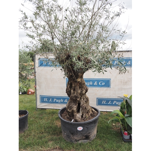 Ancient Olive tree 10ft - 1