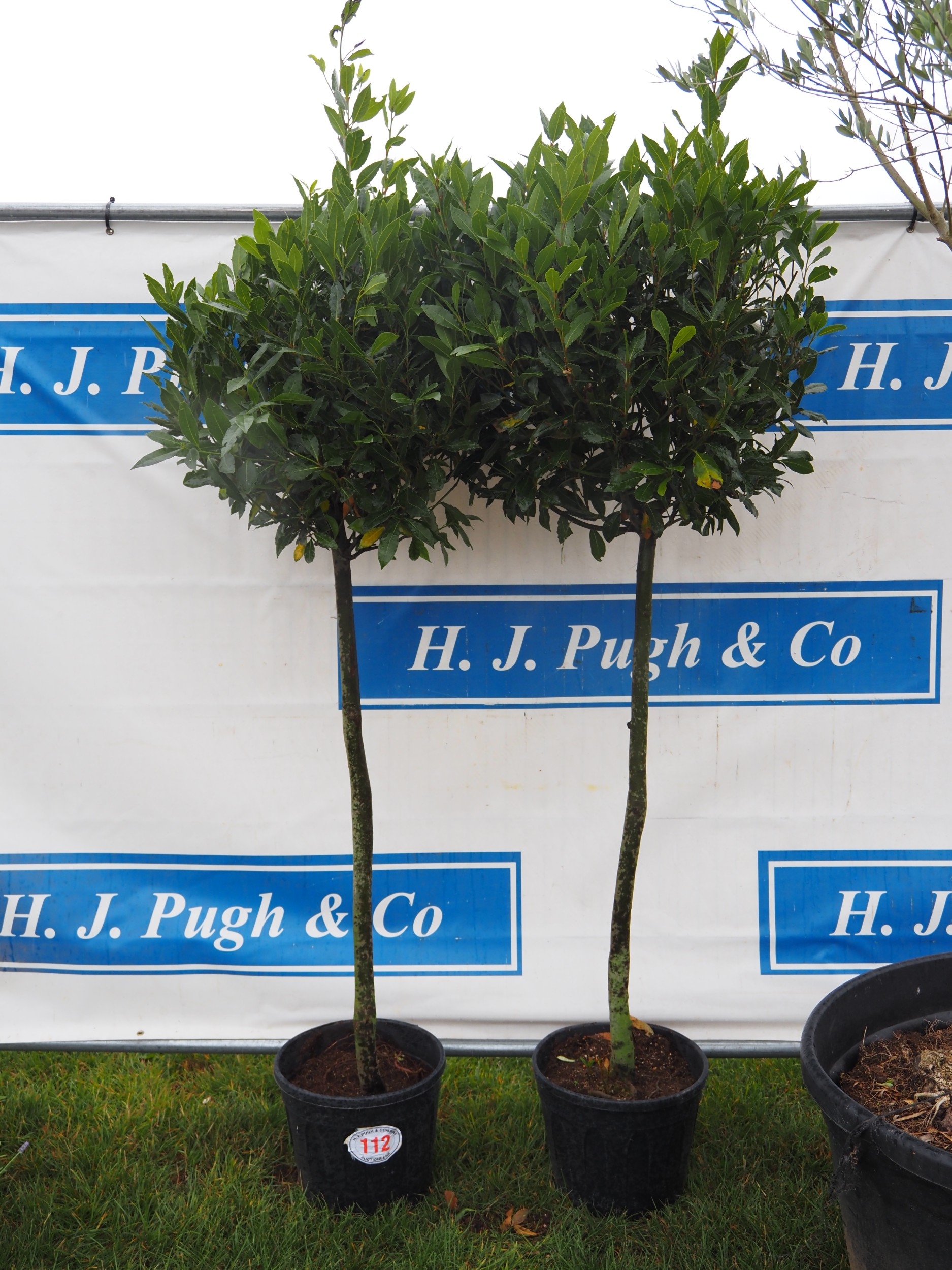 Standard bay trees 6ft - 2