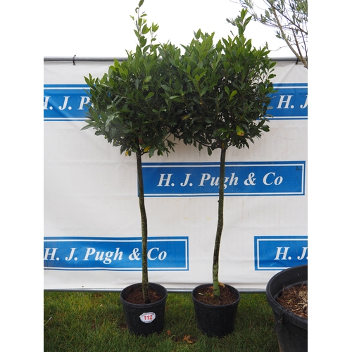 Standard bay trees 6ft - 2