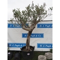 Specimen olive tree 7ft - 1