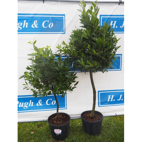 Standard bay trees 7ft - 1 + 1 - 5ft