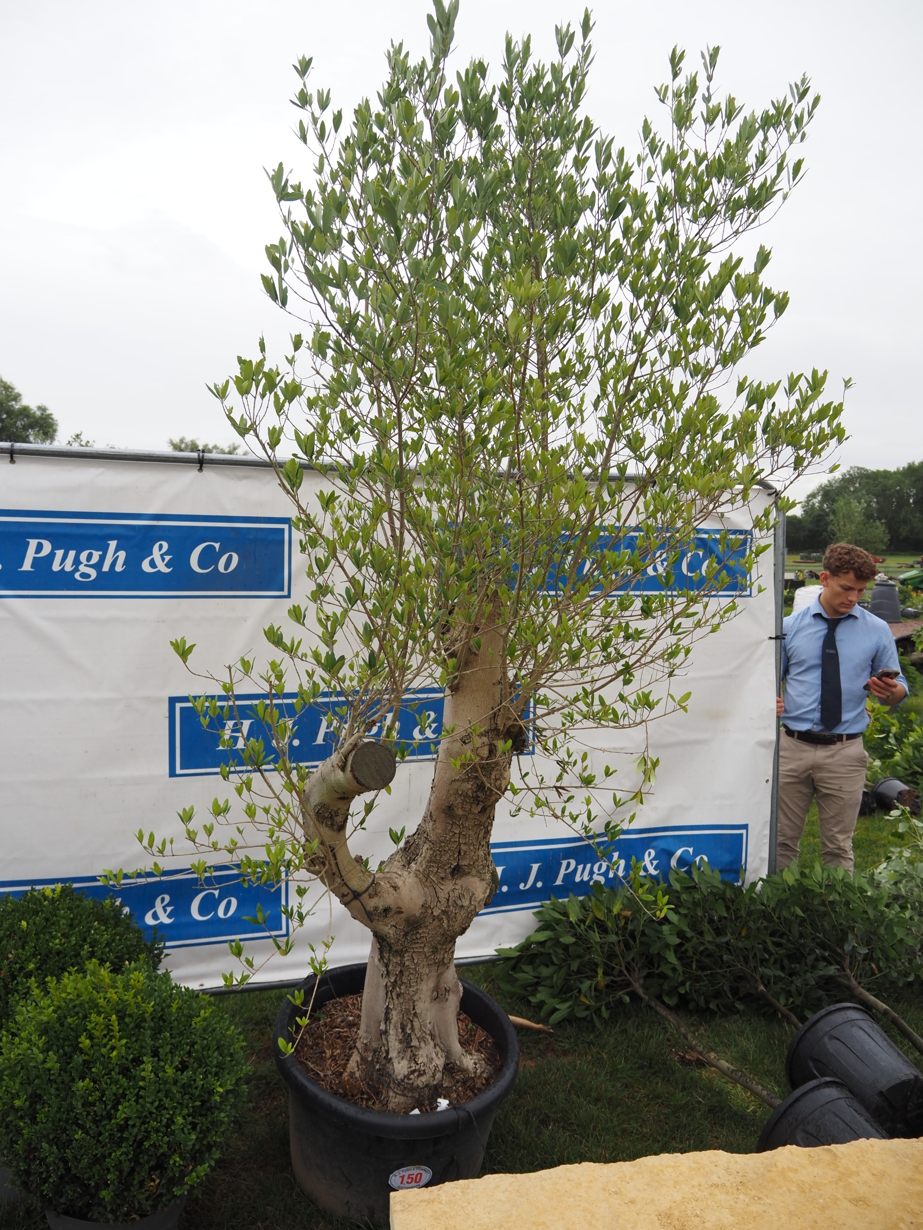 Specimen olive tree 8ft - 1