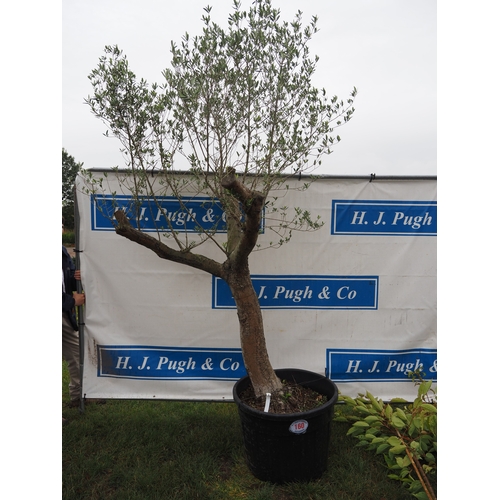 Specimen olive tree 9ft - 1