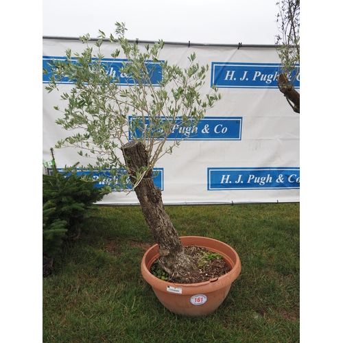 Specimen olive tree 5ft - 1