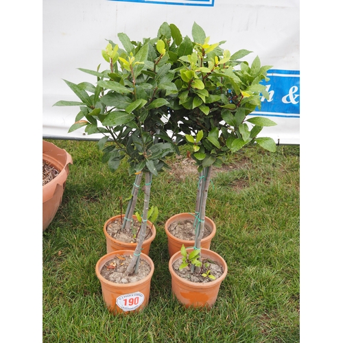 Standard bay trees - 4