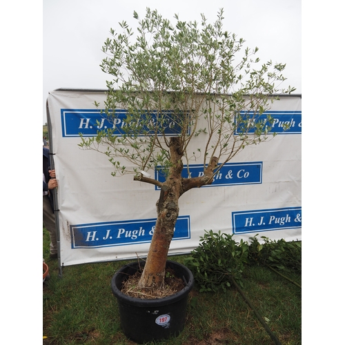 Specimen olive tree 7ft - 1
