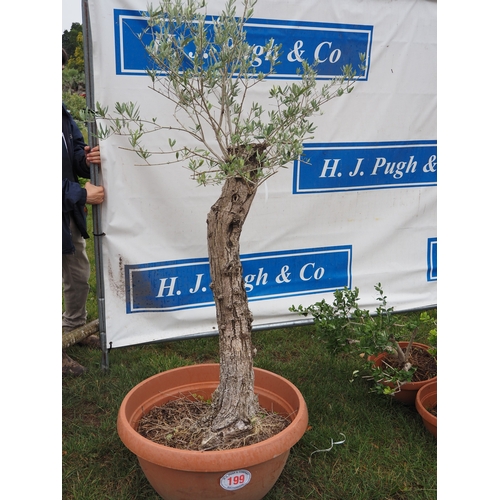 Specimen olive tree 5ft - 1