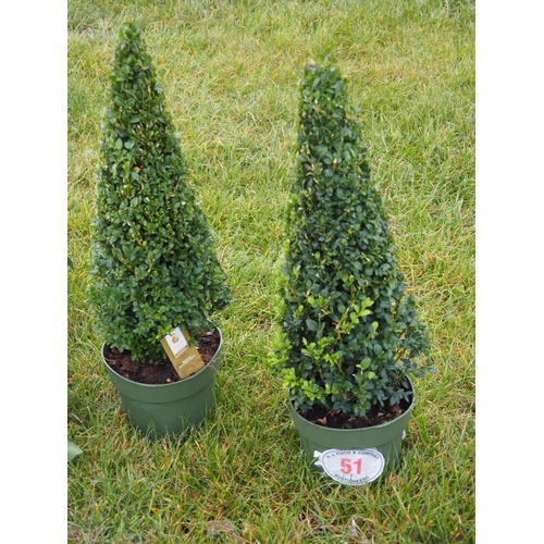 Pyramid box plants 2ft - 2
