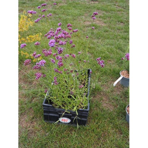 Verbena - 24