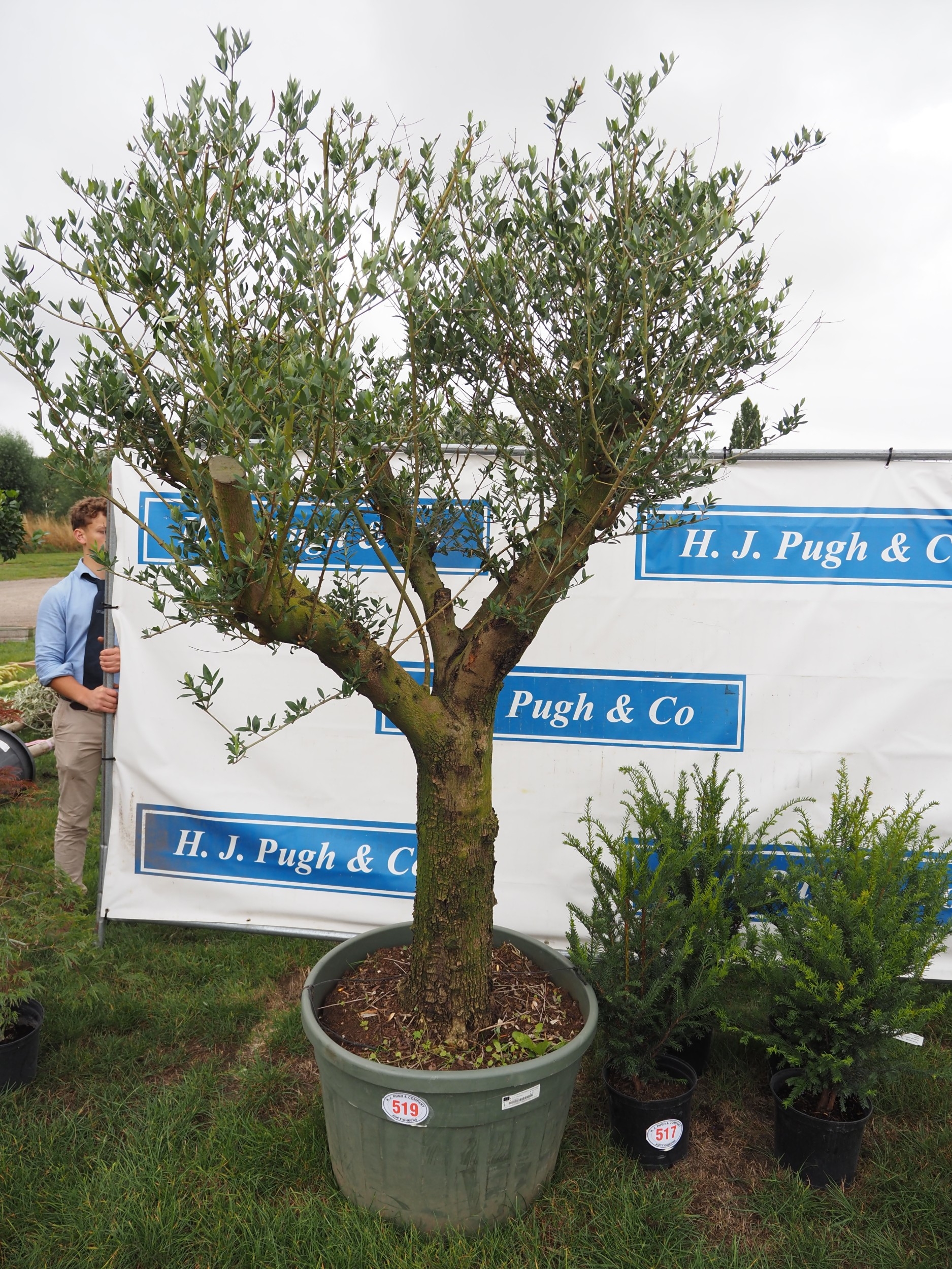Specimen olive tree 8ft - 1