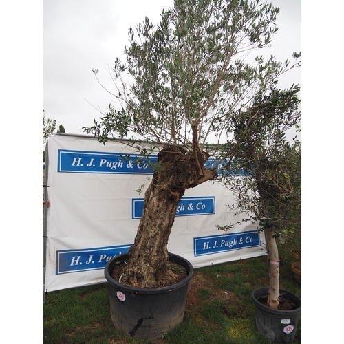 Ancient olive tree 10ft - 1