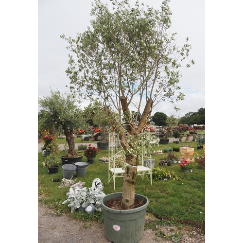 Specimen olive tree 10ft - 1