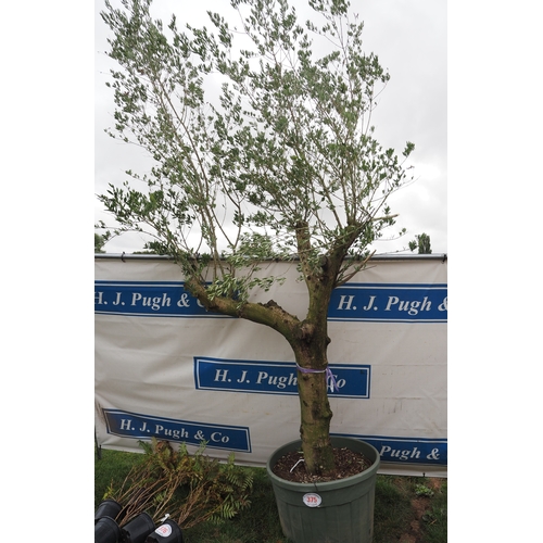 Specimen olive tree 10ft - 1