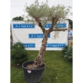 Specimen olive tree 8ft - 1