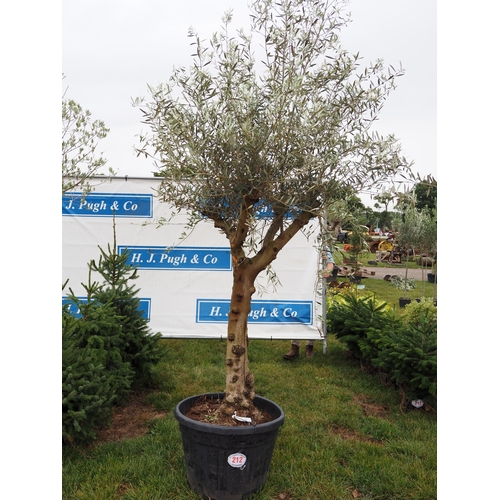 Specimen olive tree 10ft - 1
