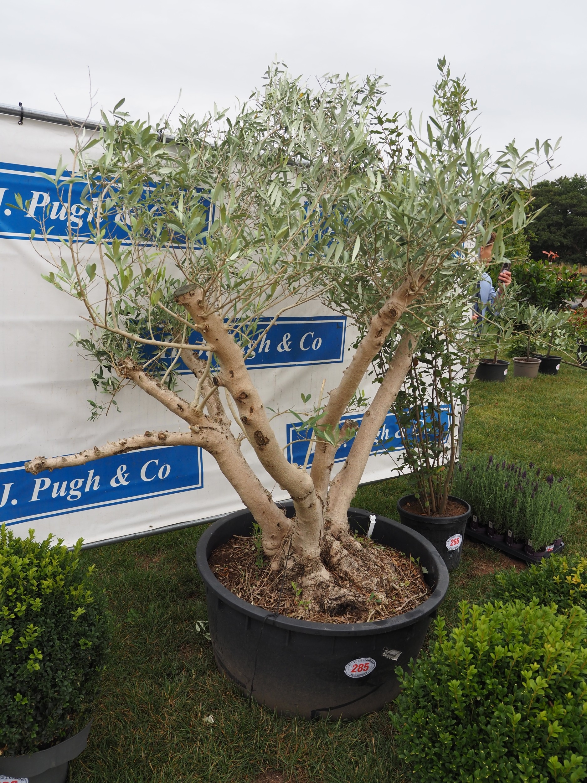 Specimen olive tree 6ft - 1