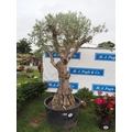 Specimen olive tree 8ft - 1