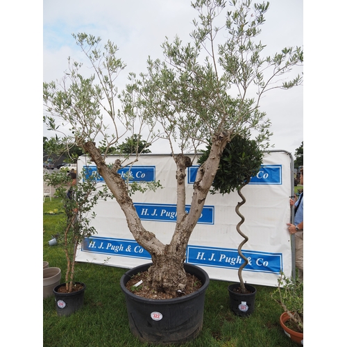 Specimen olive tree 8ft - 1