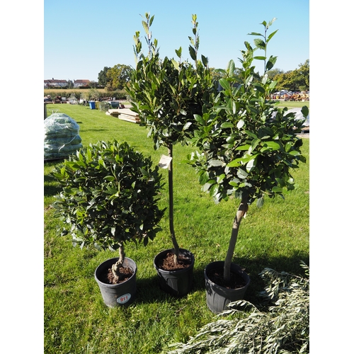 Standard bay trees - 3