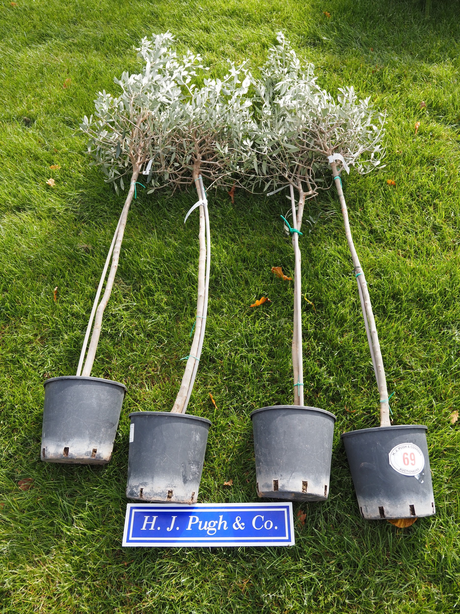 Standard Olive trees 6ft - 4