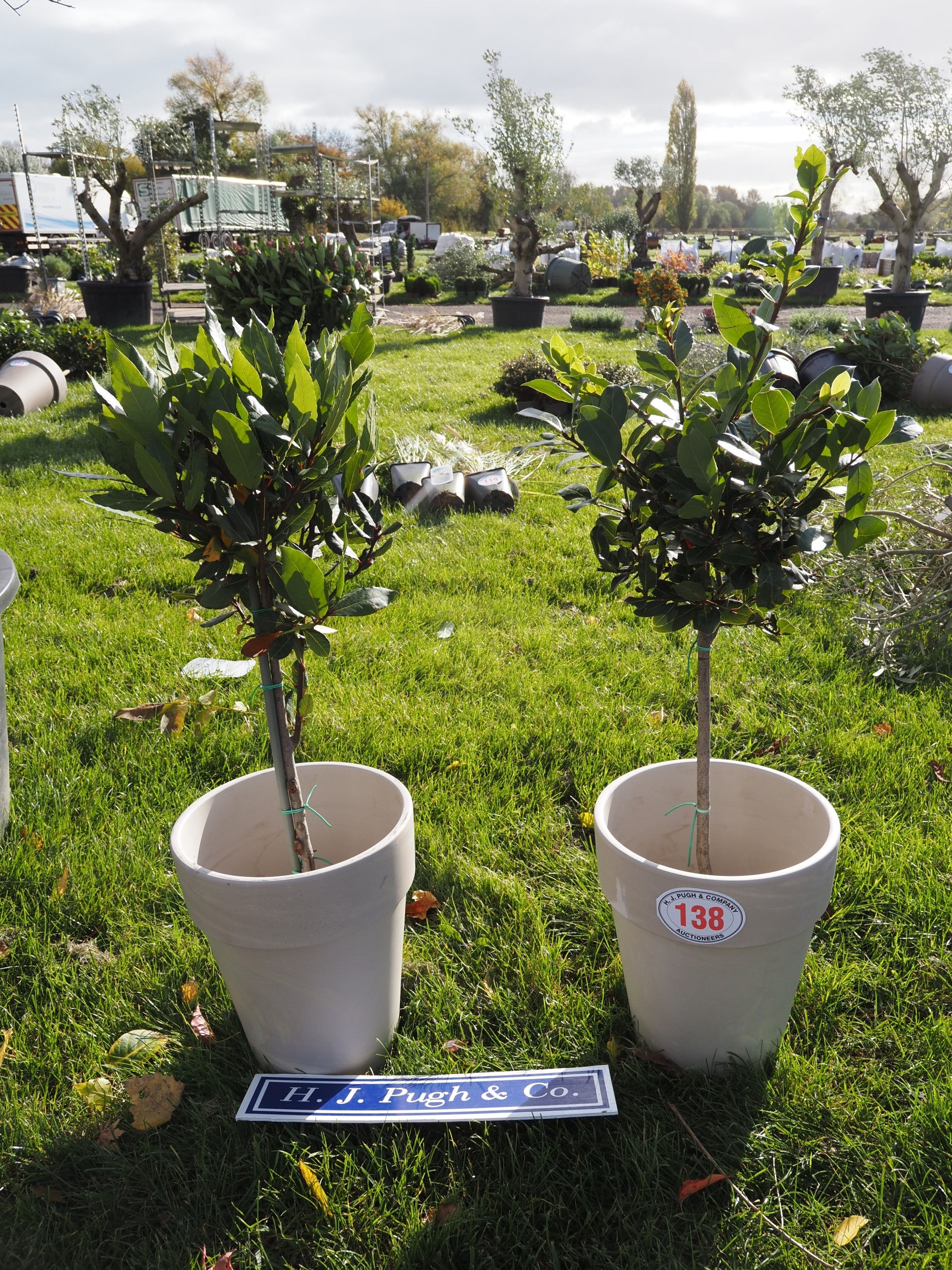 Bay trees in clay pots - 2