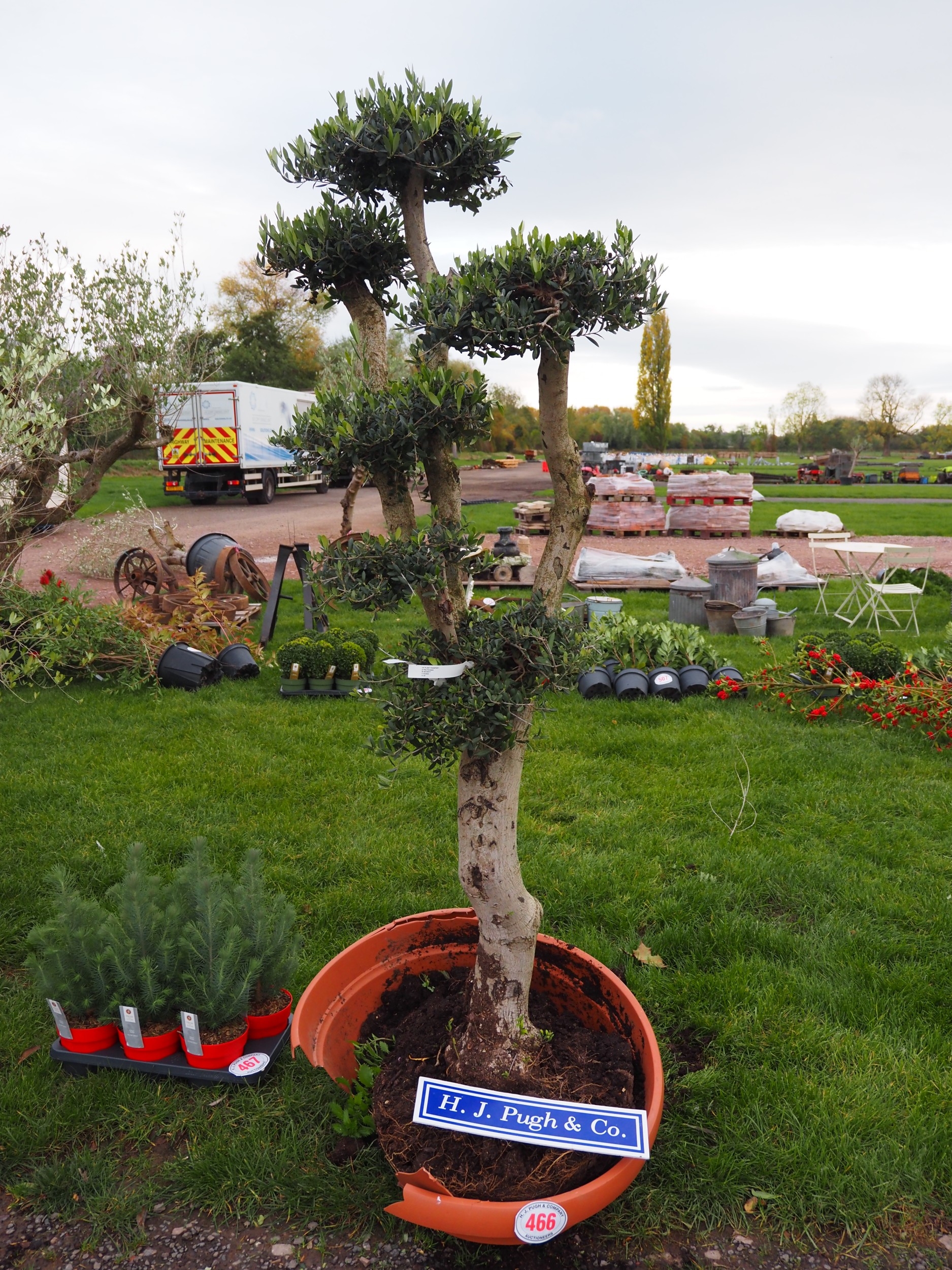 'Cloud top' Olive tree 8ft - 1